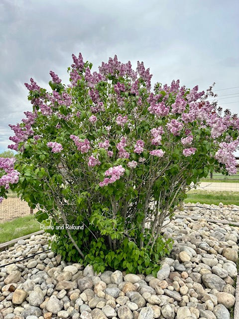 How to Keep Lilacs from Wilting in the Vase - Rustic and Refound